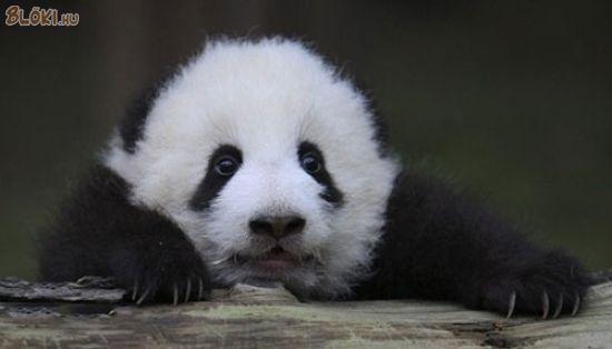 Pandalf: Fussatok bolondok! | Blöki.hu